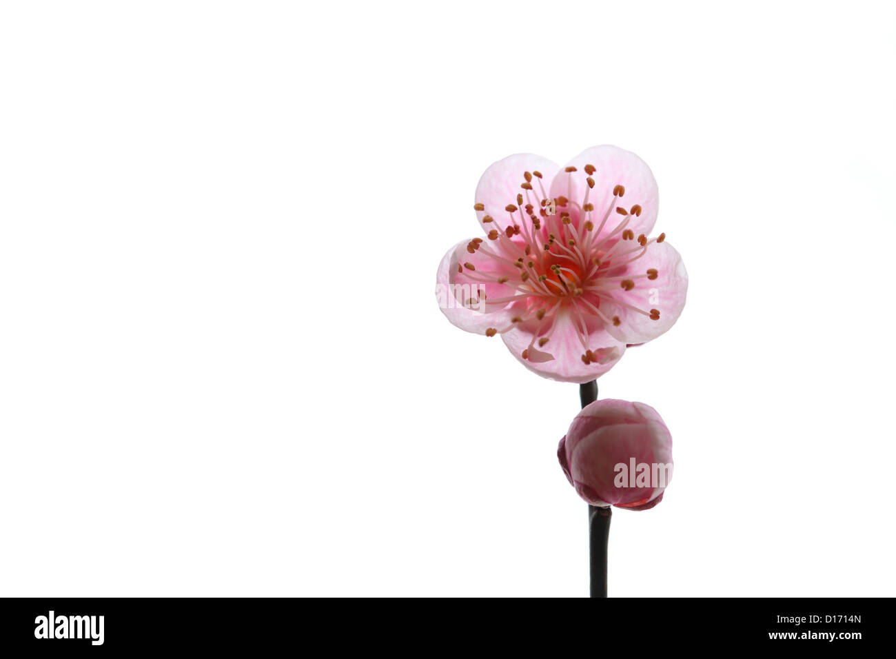 Plum blossom japan Cut Out Stock Images & Pictures - Alamy