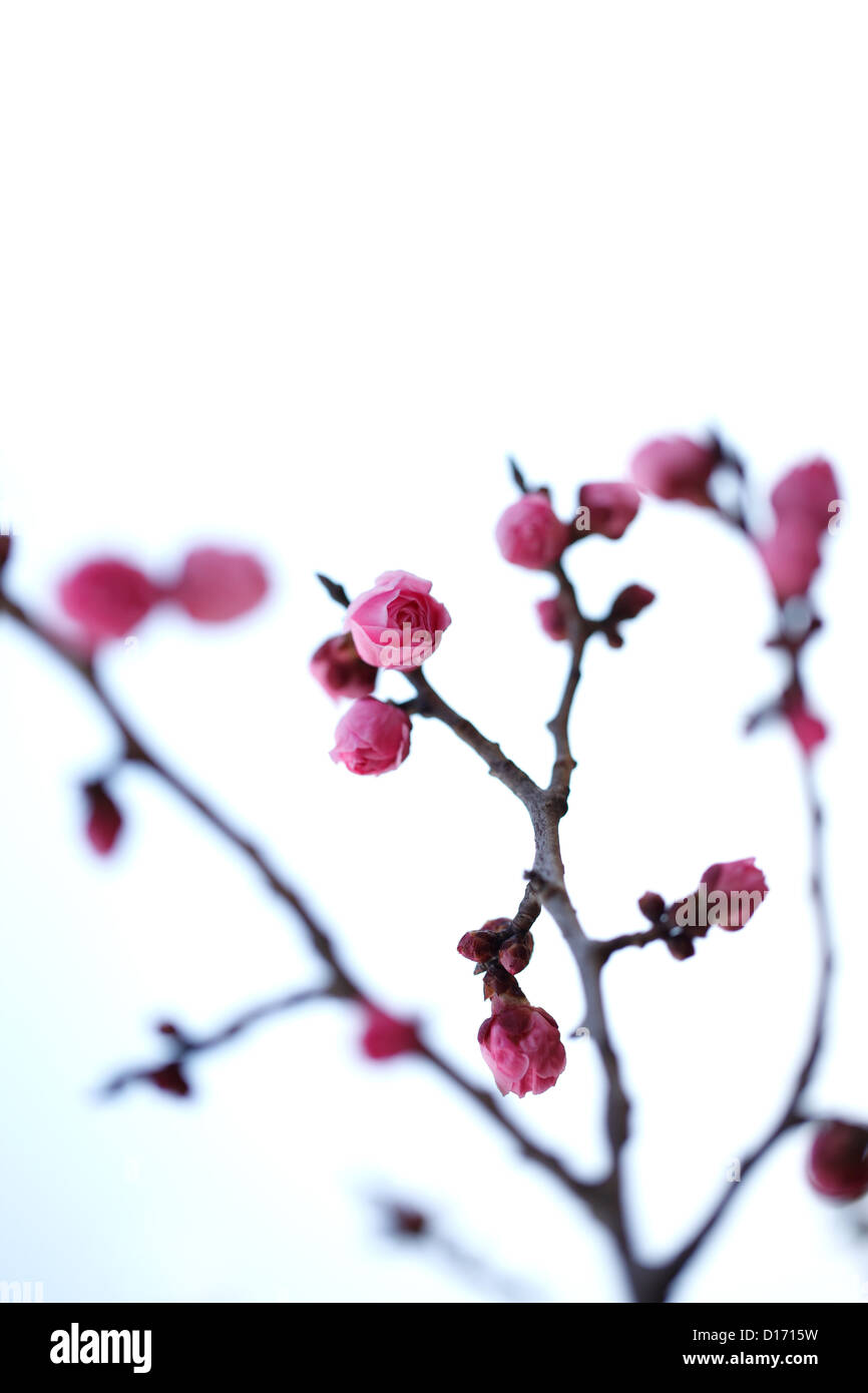 Close up of plum flowers Stock Photo - Alamy