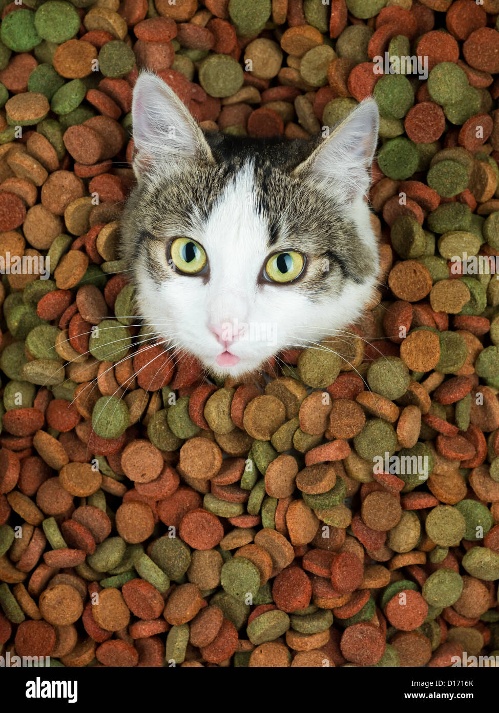 portrait of adorable cat in a heap of colorful dry food staring in ...
