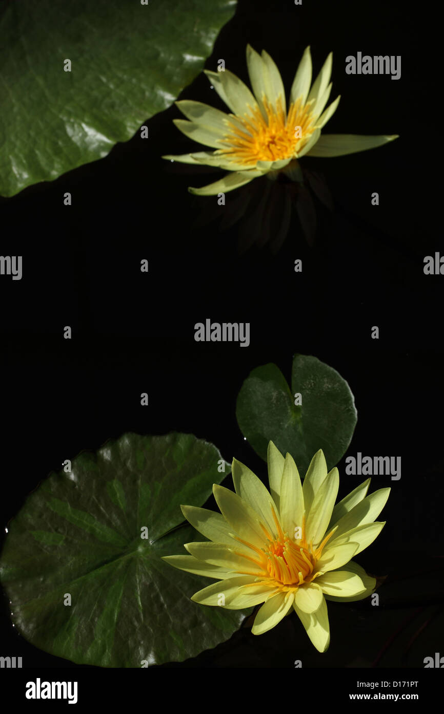 Close up of Water Lily flowers Stock Photo - Alamy