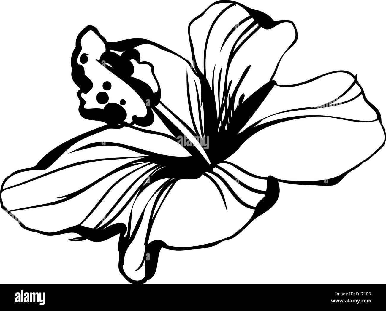 A picture of bud Black and White Stock Photos & Images - Alamy