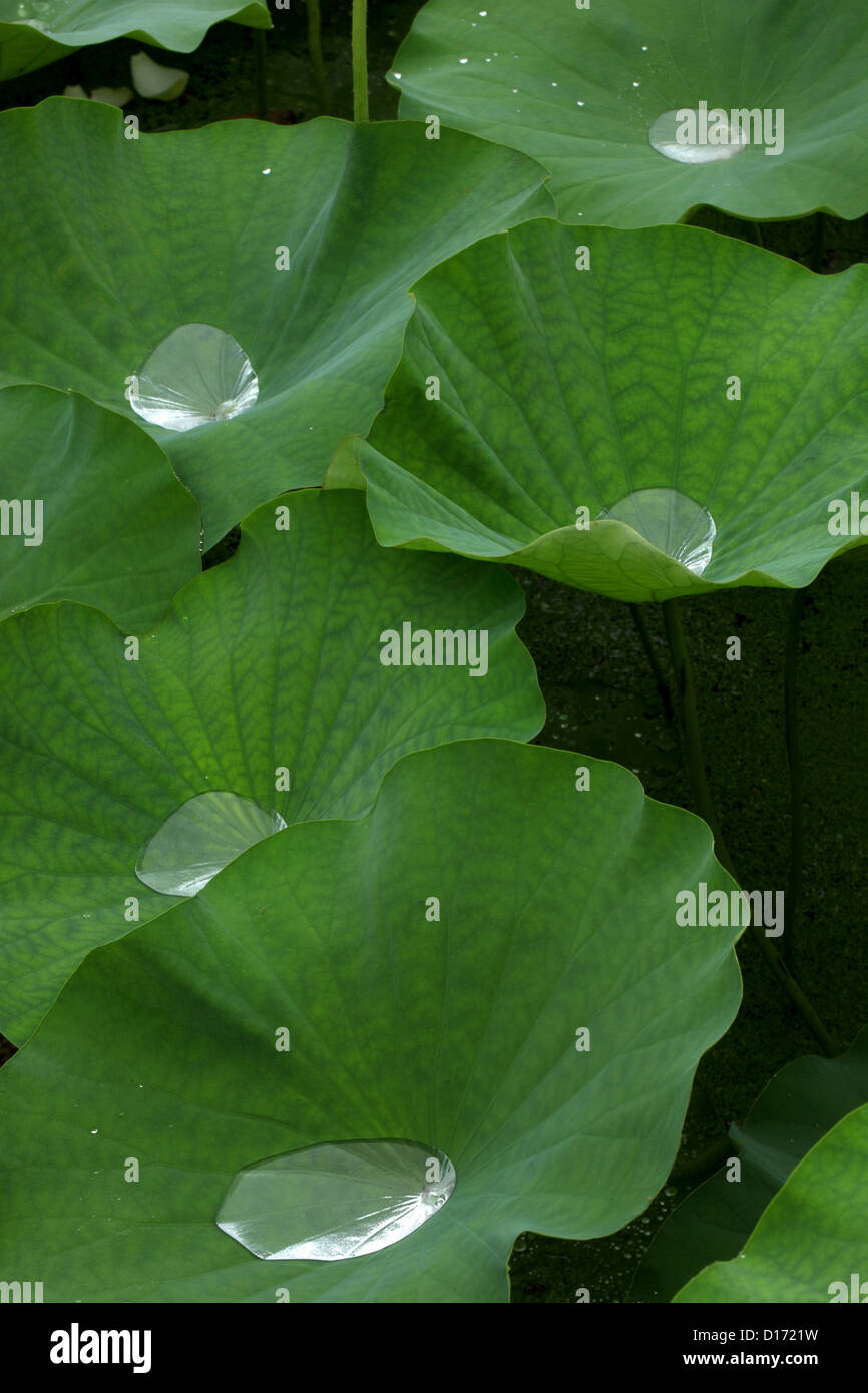 Above the lotus leaves hi-res stock photography and images - Alamy