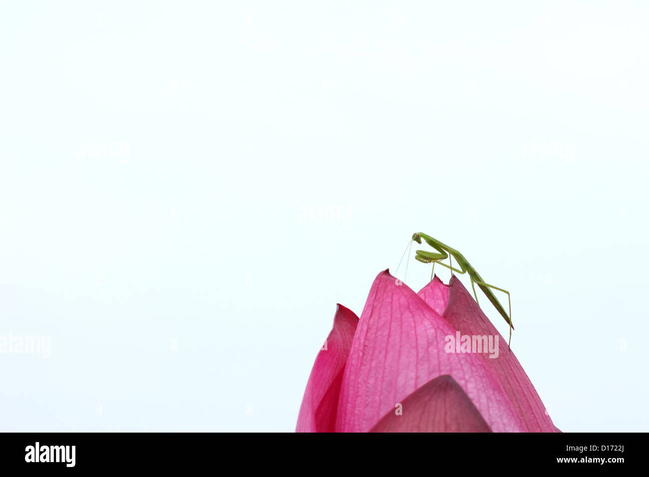 Close up of Lotus flower and Mantis against white background Stock ...