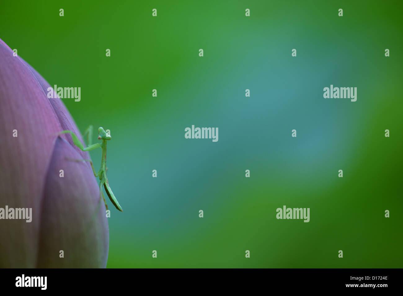 Flower mantis hi-res stock photography and images - Alamy