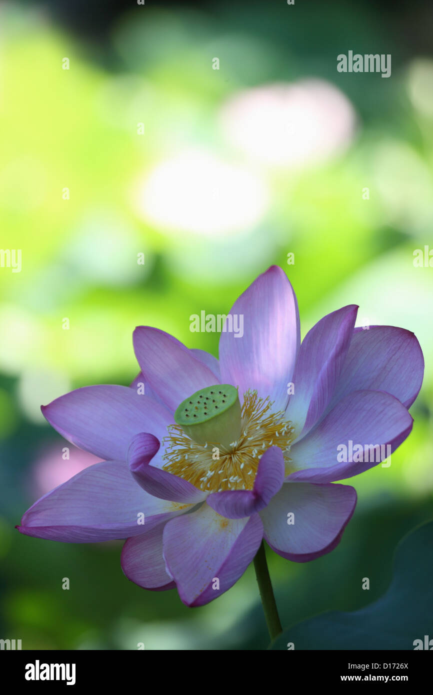 Close up of Lotus flower Stock Photo - Alamy