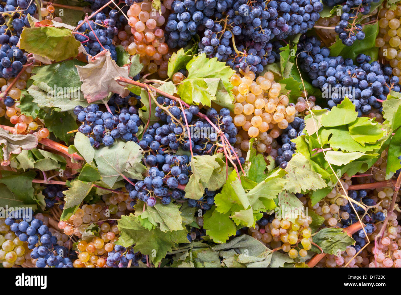 Fresh grapes display with foliage Stock Photo - Alamy