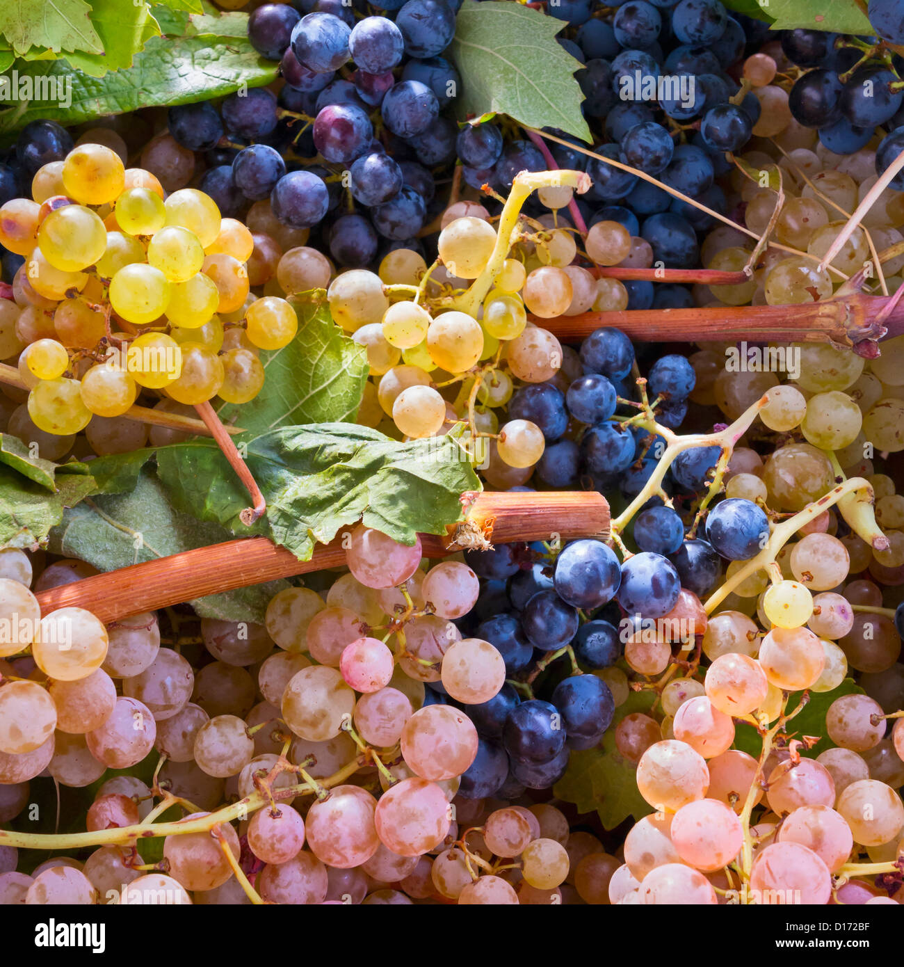 Fresh grapes display with foliage Stock Photo - Alamy