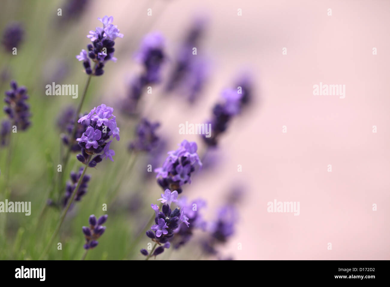 Close up of Lavender flowers Stock Photo - Alamy