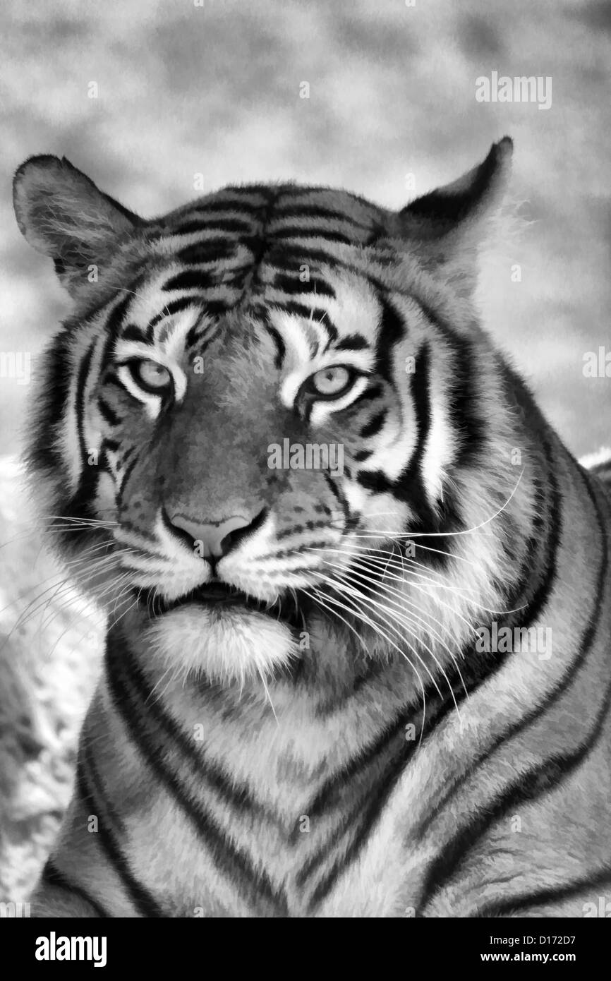 Tiger face eyes intense hi-res stock photography and images - Alamy