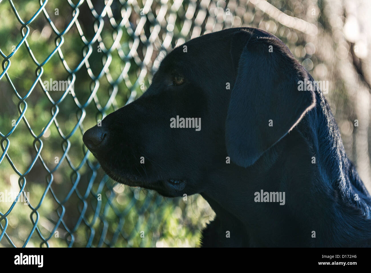 Labrador dog hi-res stock photography and images - Alamy