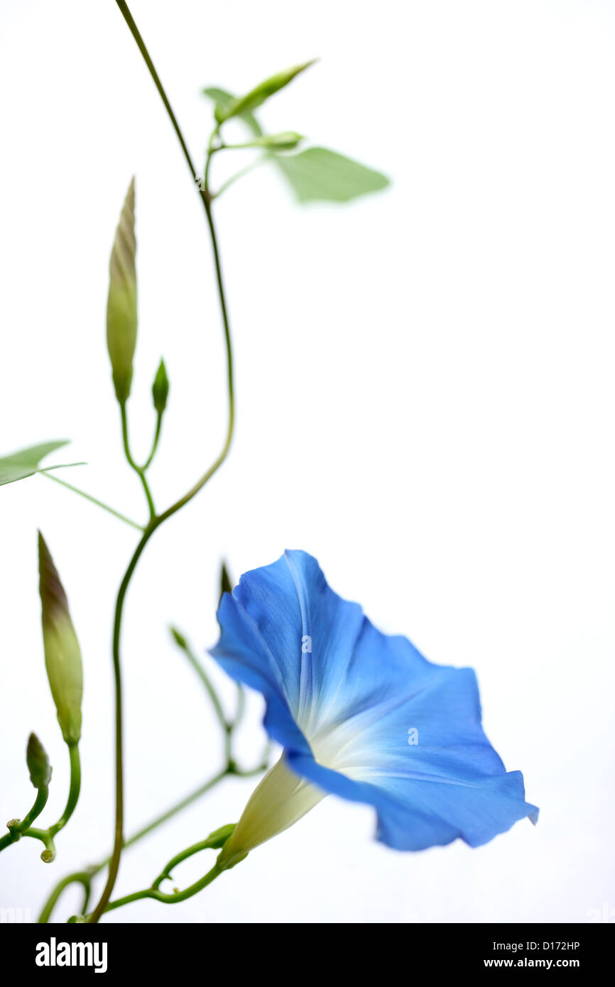 Japanese Morning glory flower against white background Stock Photo - Alamy