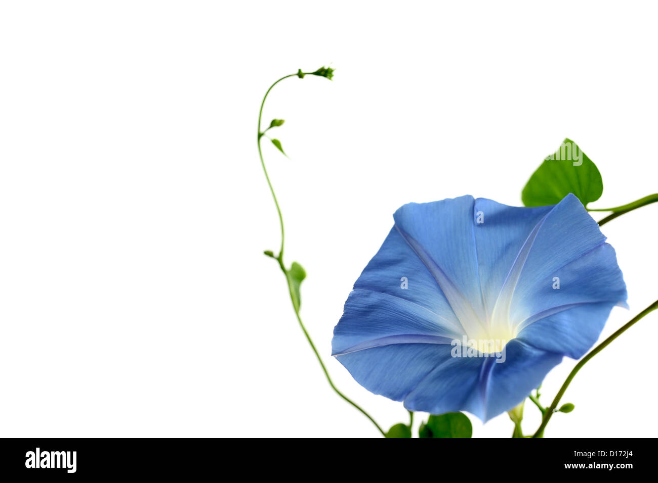 Japanese Morning glory flower against white background Stock Photo - Alamy