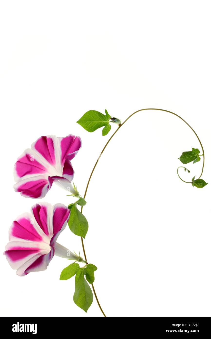 Japanese Morning glory flowers against white background Stock Photo - Alamy