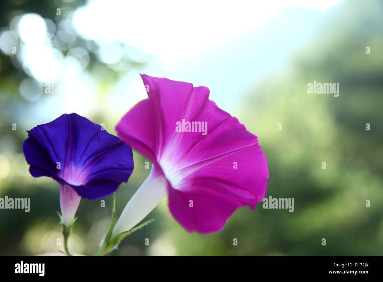 Close up of Japanese Morning glory flowers Stock Photo - Alamy