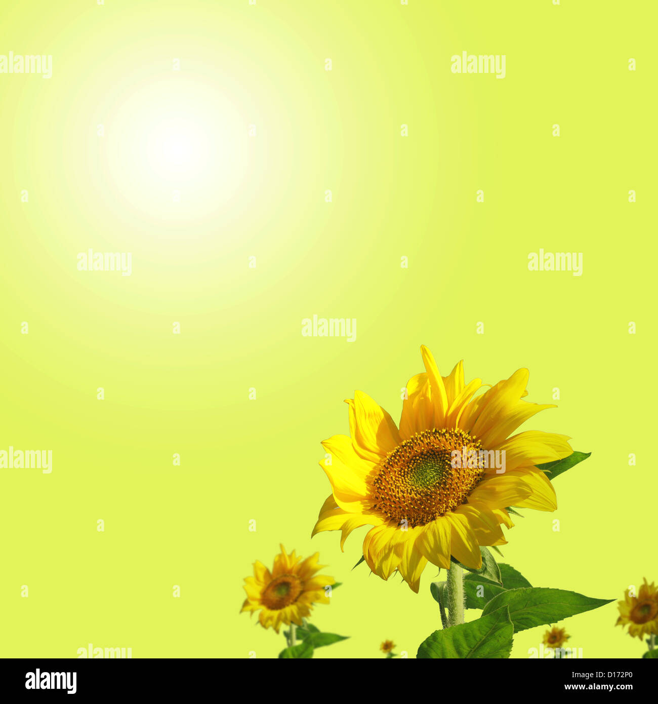 Summer sun over the sunflower field for adv or others purpose use Stock ...
