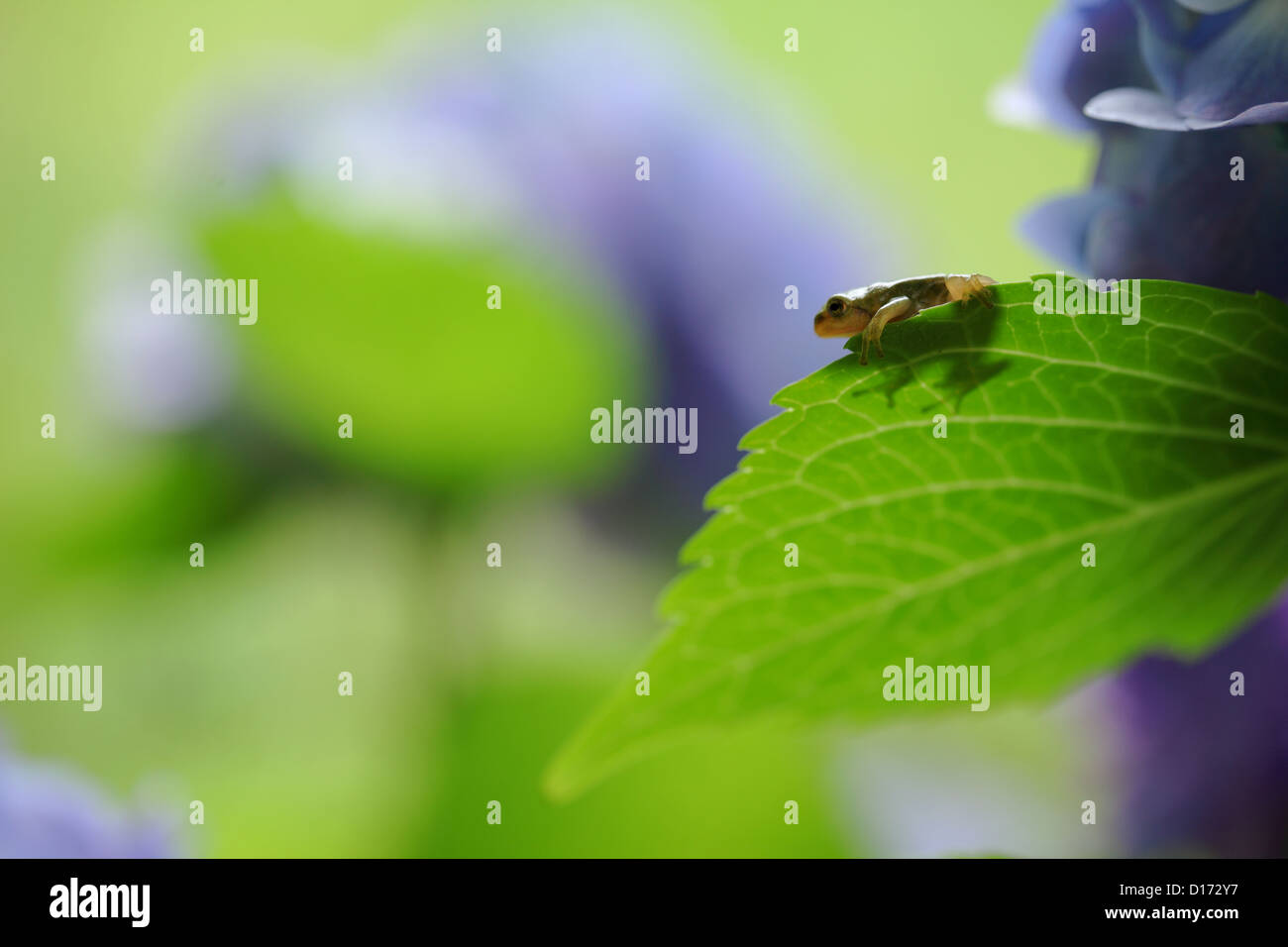 Close up of Hydrangea leaf and frog Stock Photo - Alamy