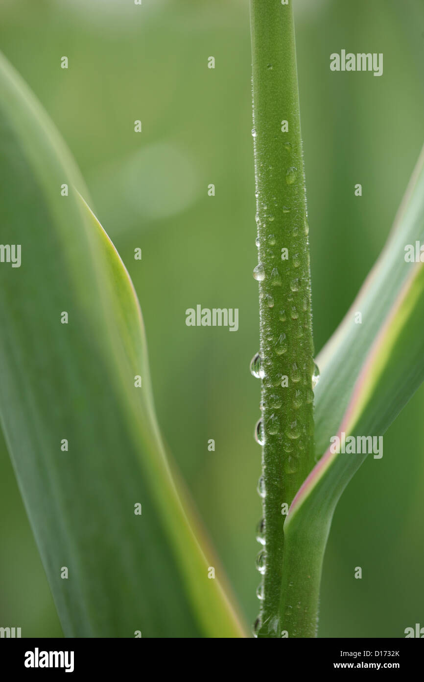 Close up of tulip stem Stock Photo - Alamy