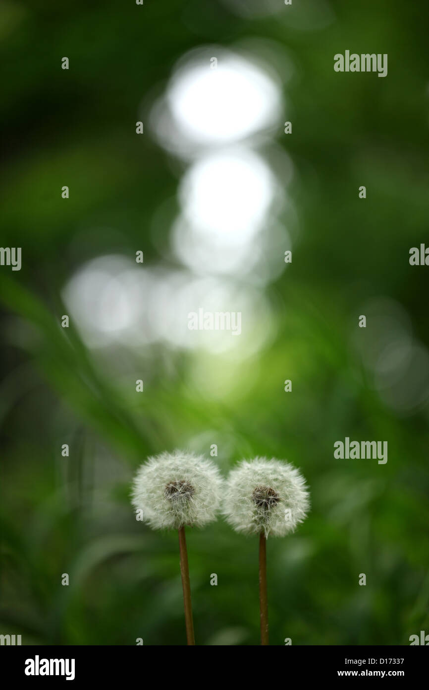Two white dandelions close green hi-res stock photography and images ...