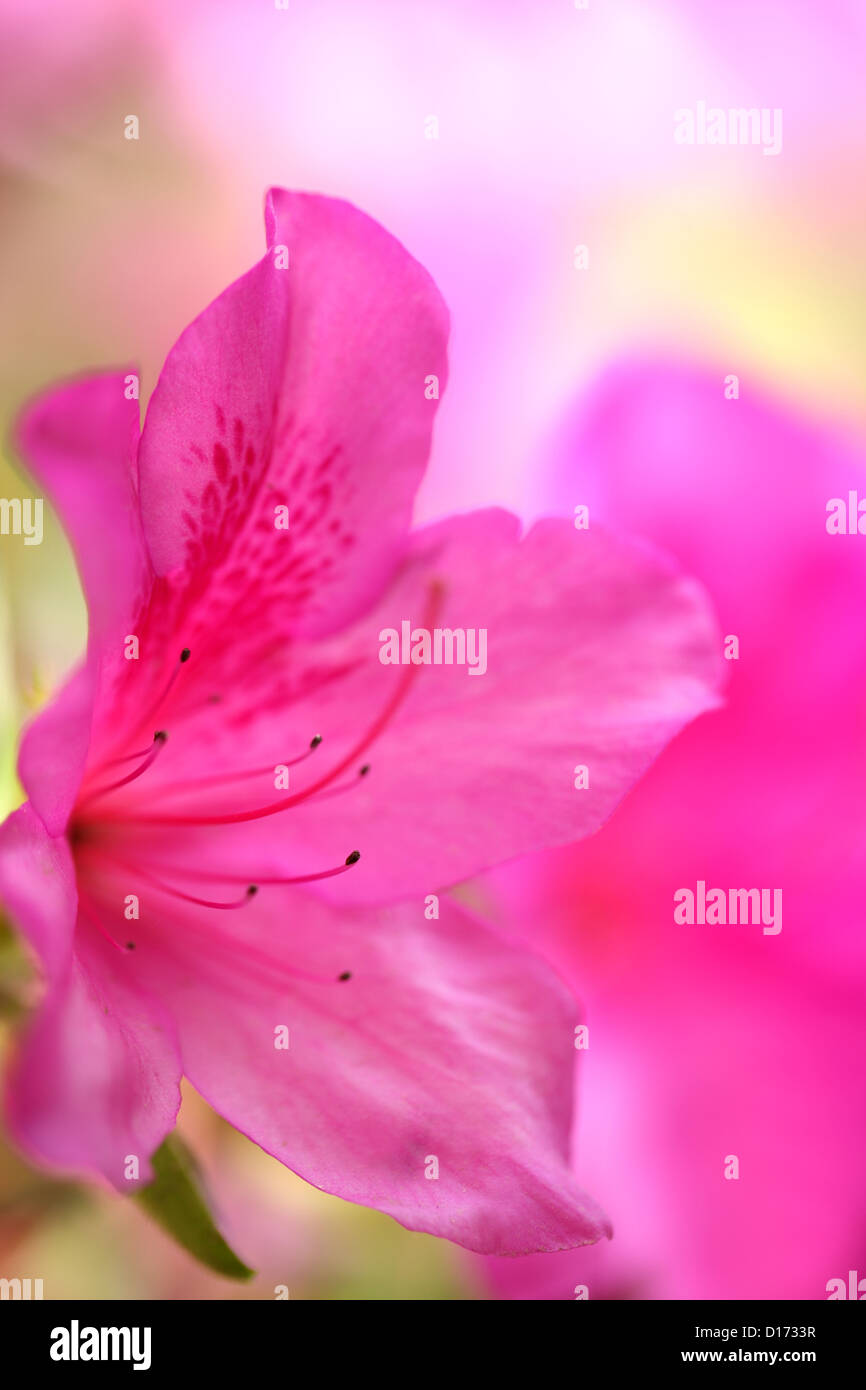 Azalea flower hi-res stock photography and images - Alamy