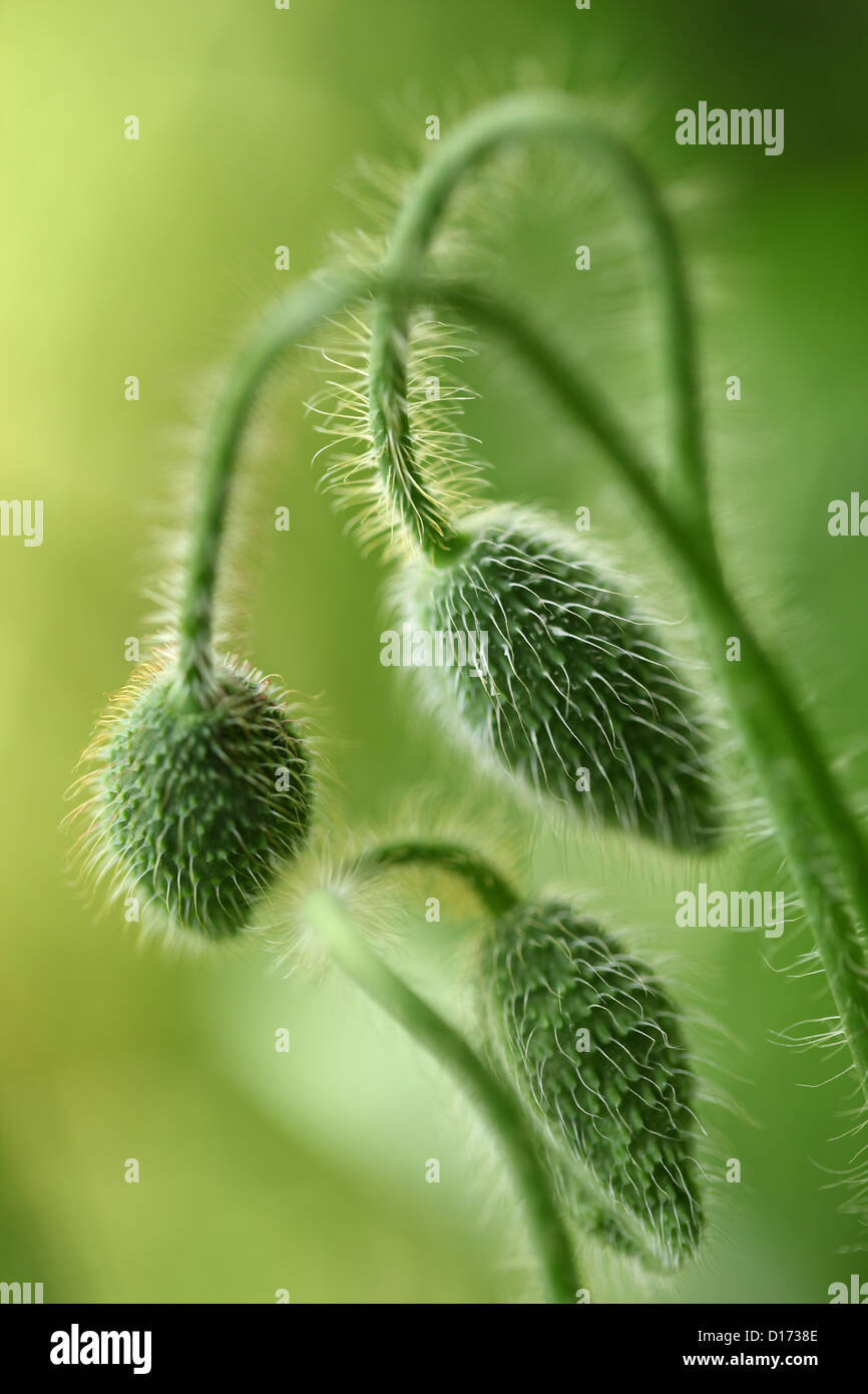 Close up of Poppy buds Stock Photo - Alamy