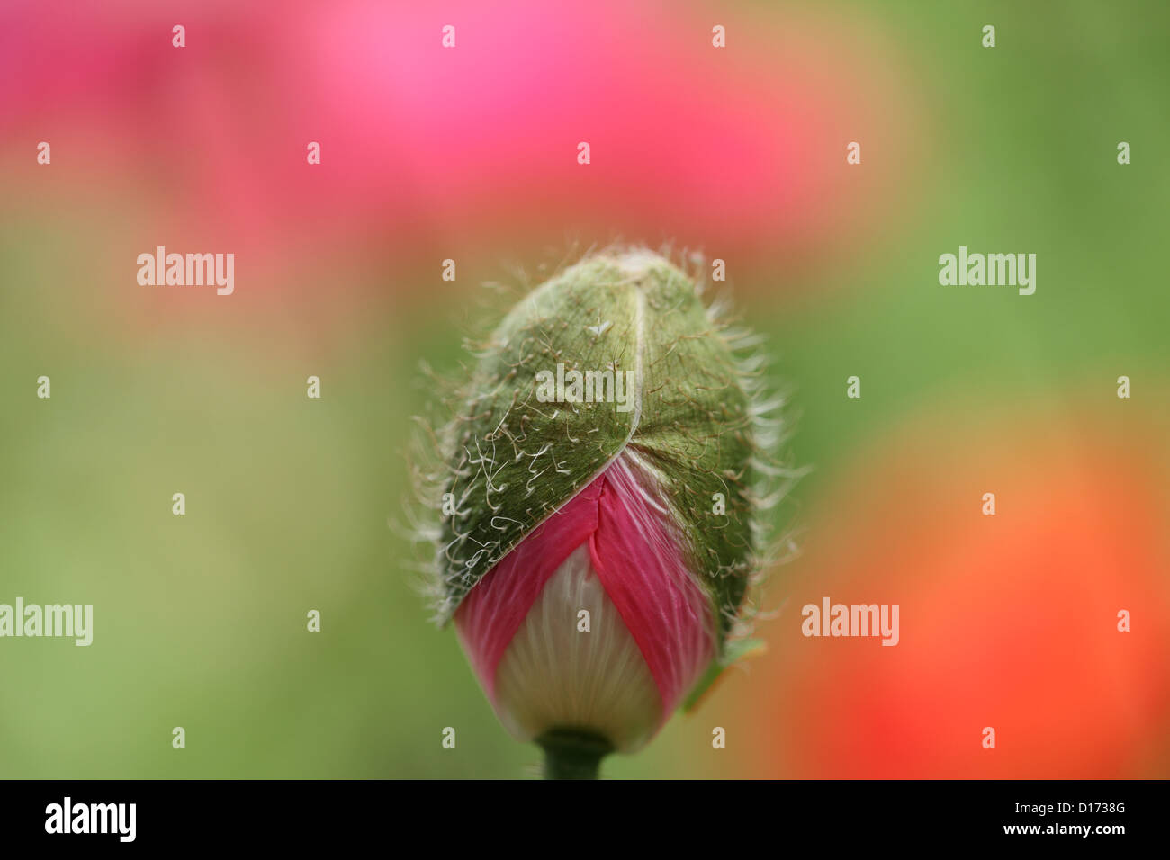 Close up of Poppy bud Stock Photo - Alamy