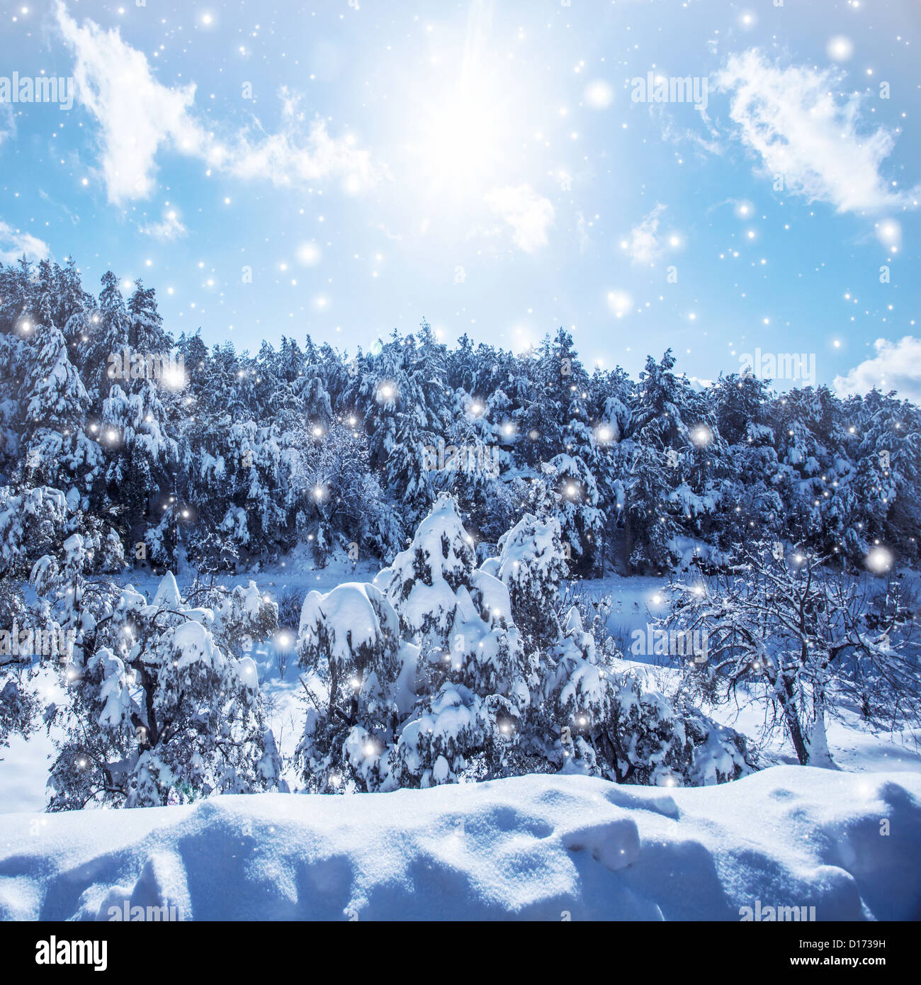 Image of snowfall in woods, fir tree forest covered with white snow ...