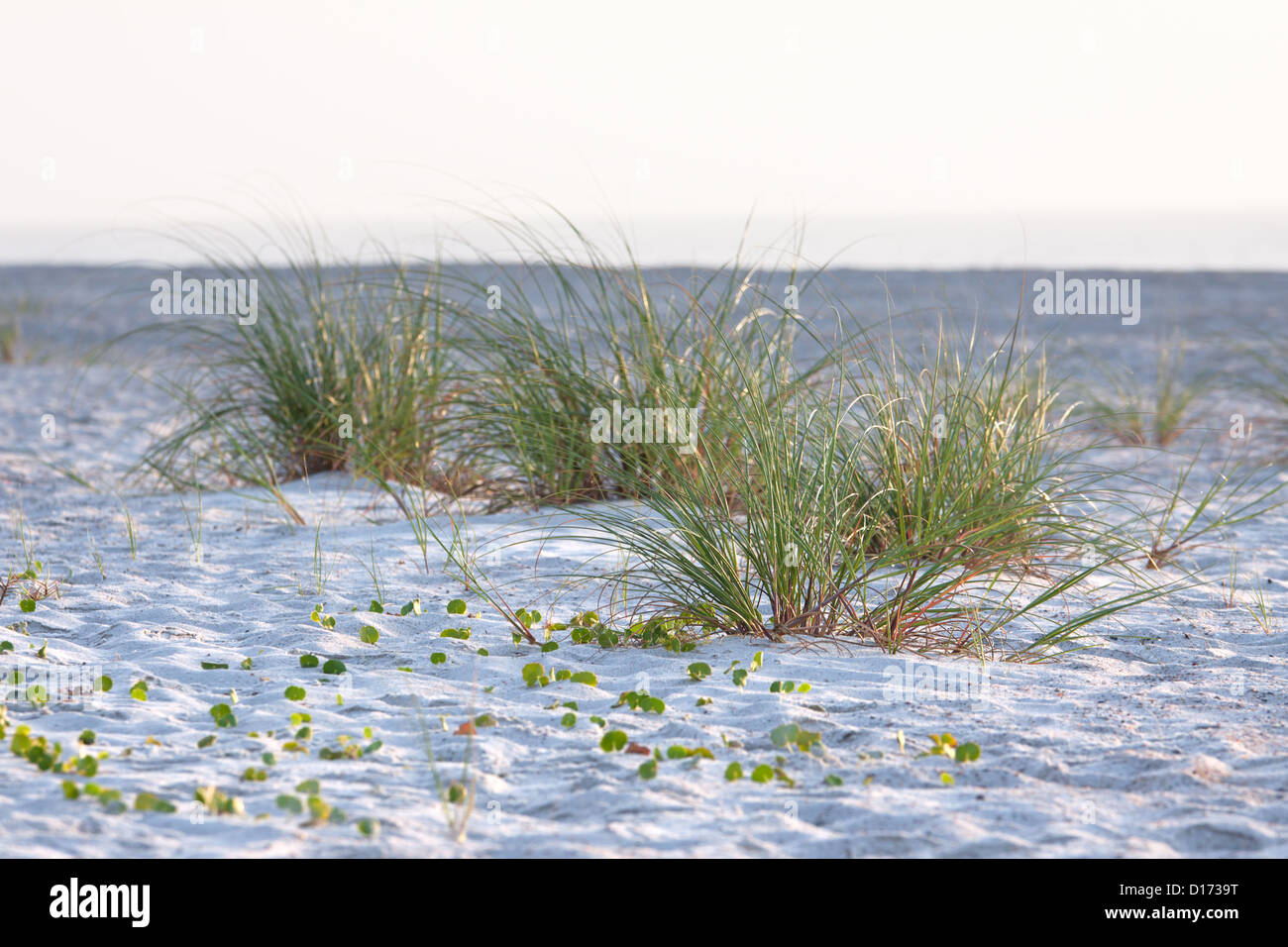 Green sea grass hi-res stock photography and images - Alamy