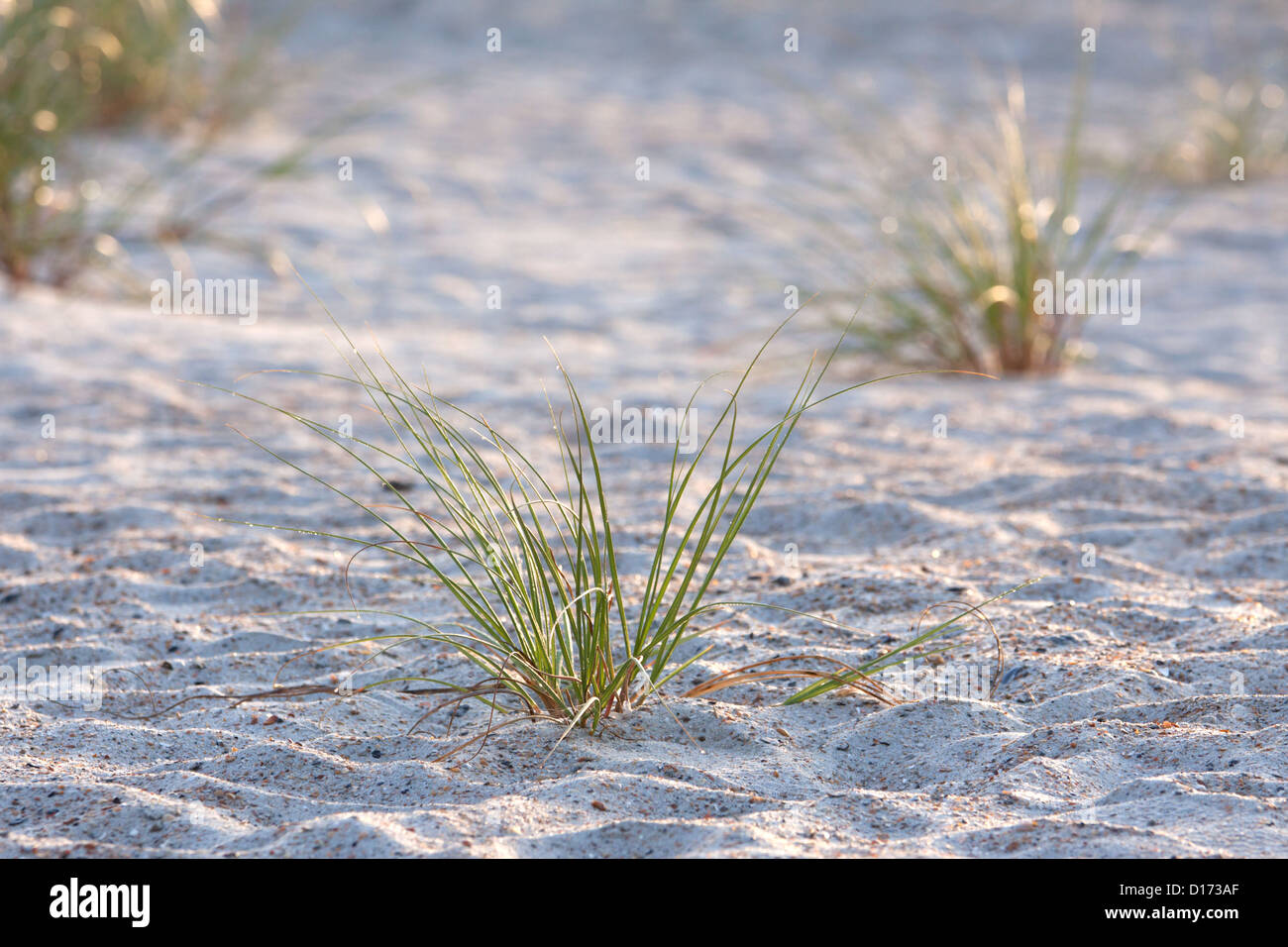 close up of green sea grass on sand dune Stock Photo - Alamy