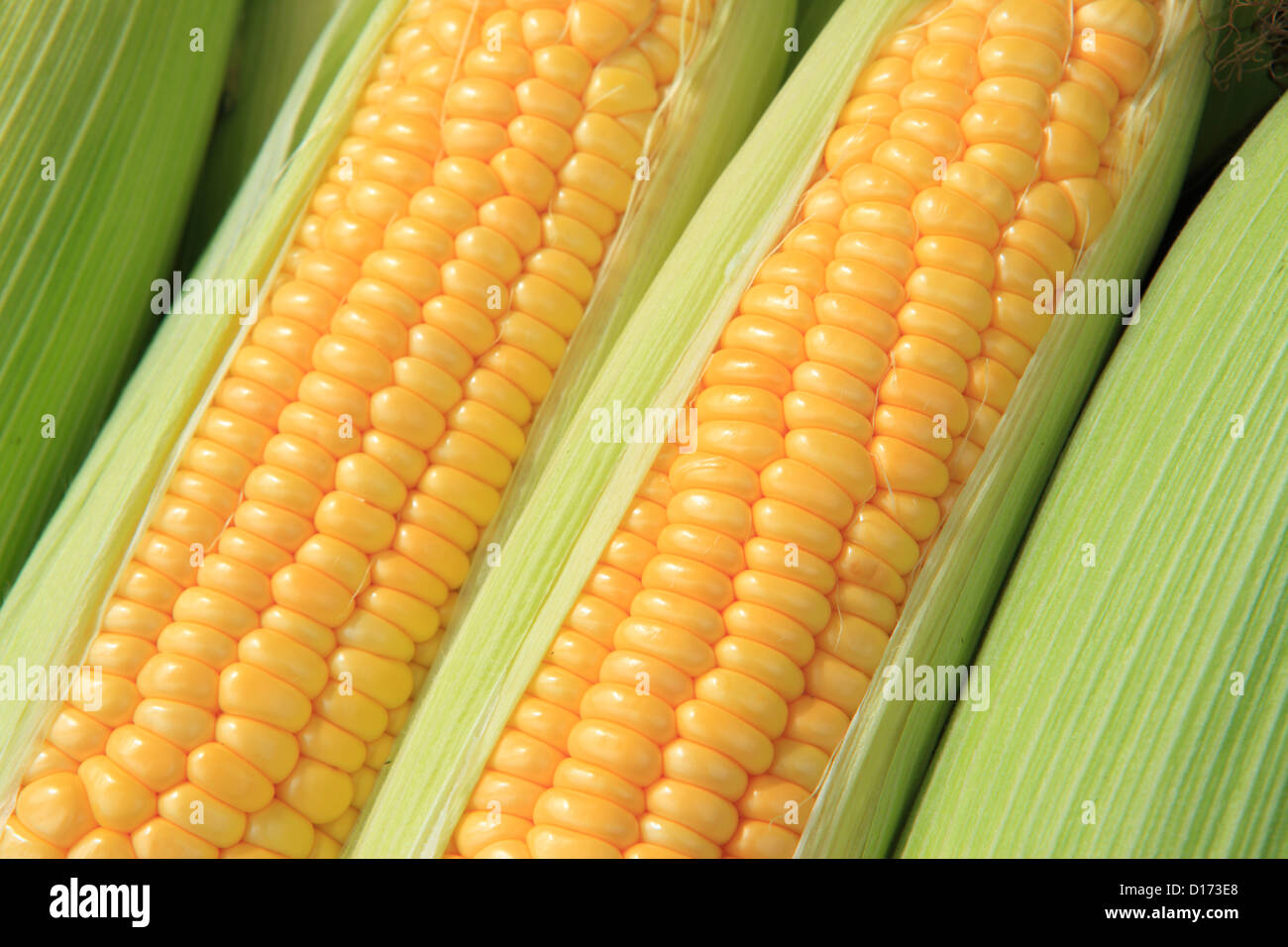 Close up of corn Stock Photo - Alamy