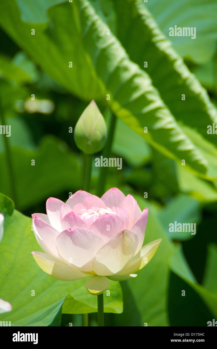 Close up of Lotus flower Stock Photo - Alamy
