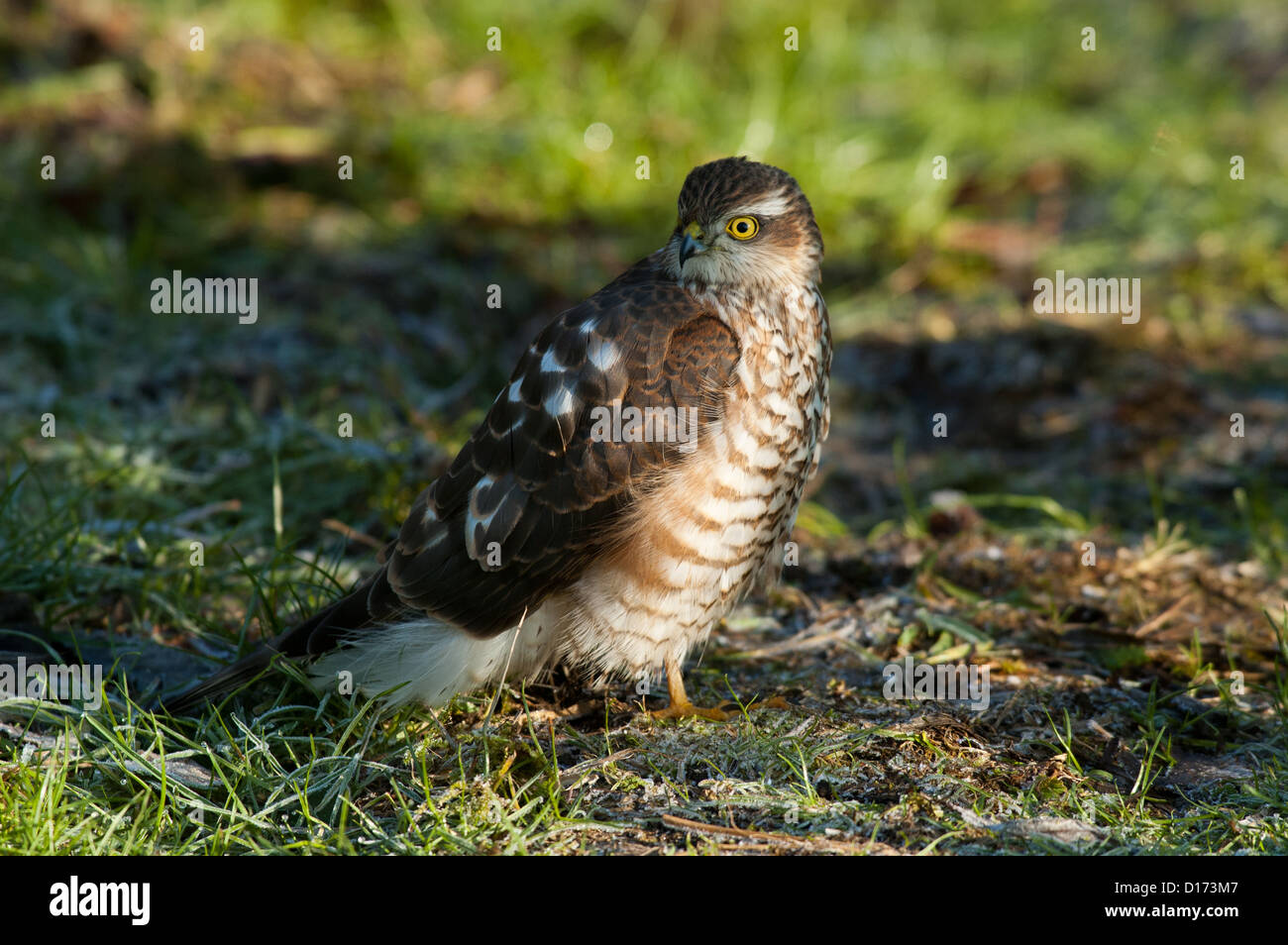 Sperber Stock Photos & Sperber Stock Images - Alamy