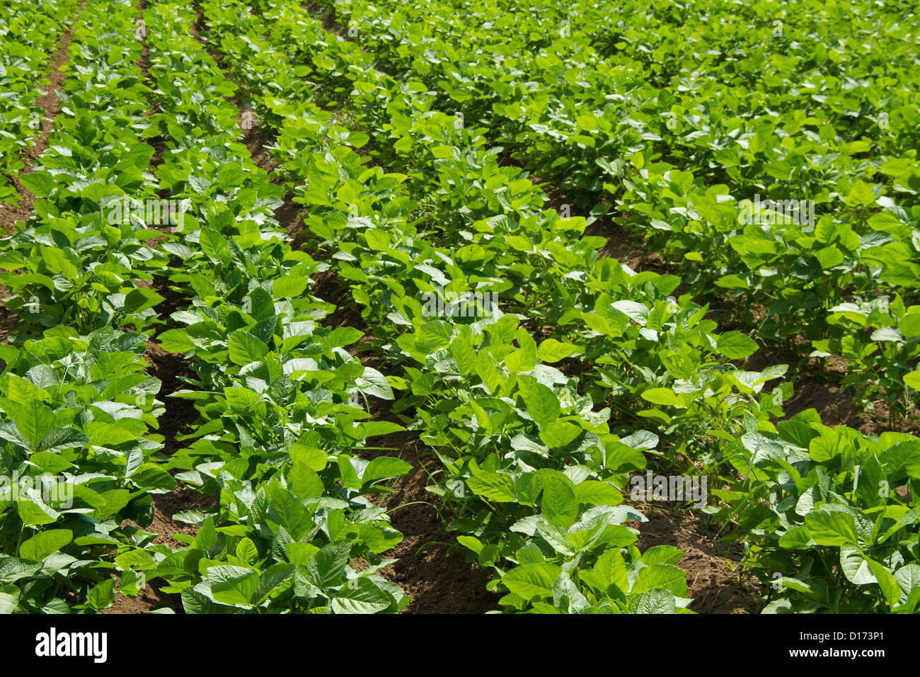 Soybean field hi-res stock photography and images - Alamy