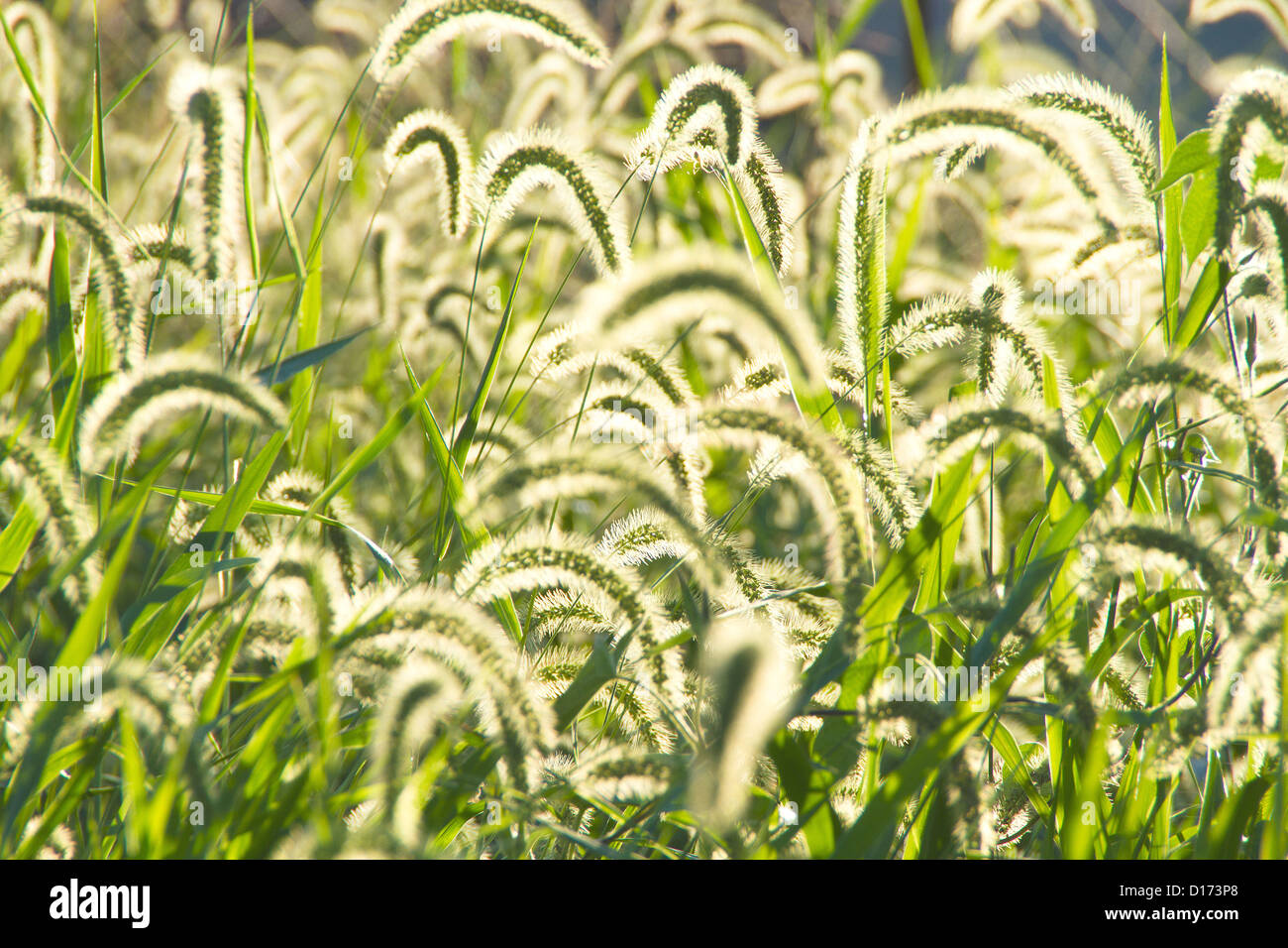 Green foxtail field Stock Photo - Alamy