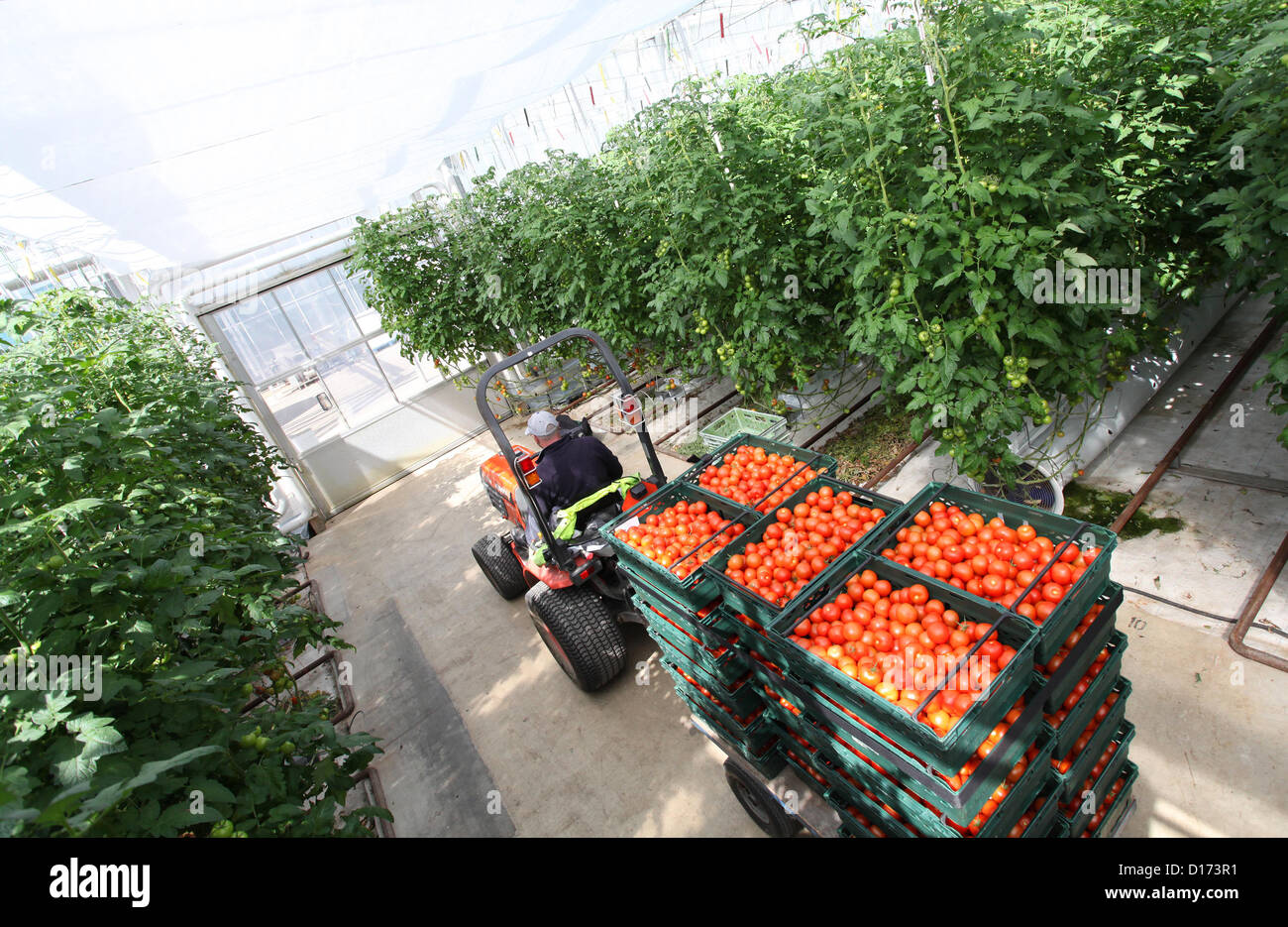 Tomatoes being grown in a massive glass house in Southern England Stock ...