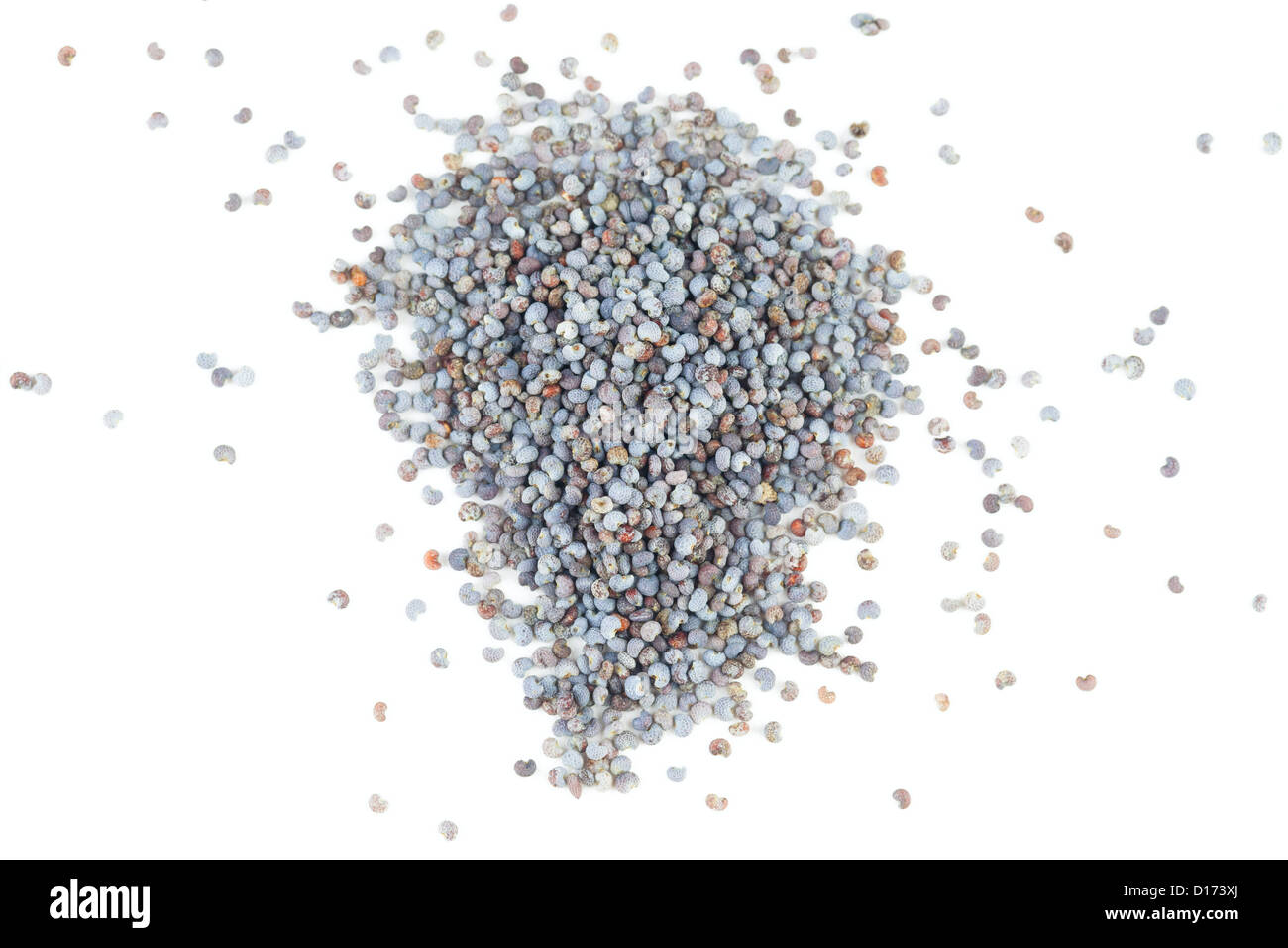 Blue poppy seeds on a white background Stock Photo - Alamy