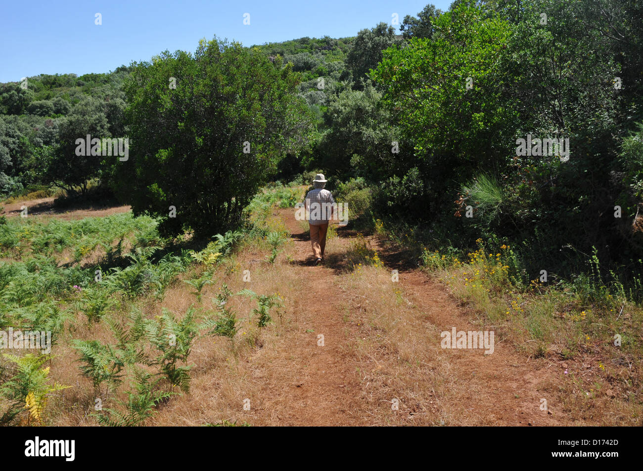 Man walking on path next to woodland Stock Photo - Alamy