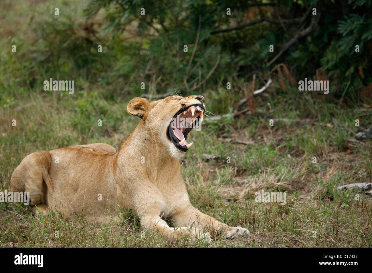 Roars lion hi-res stock photography and images - Alamy
