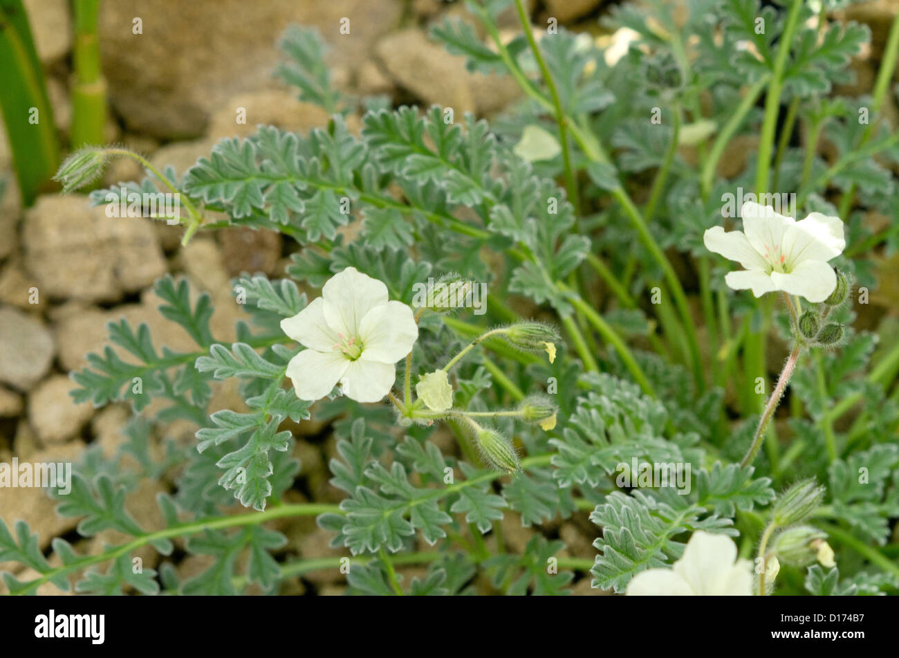 Erodium white hi-res stock photography and images - Alamy