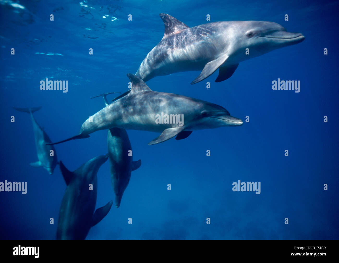 EGYPT, HURGHADA, Red Sea, wild dolphins in open water Stock Photo - Alamy