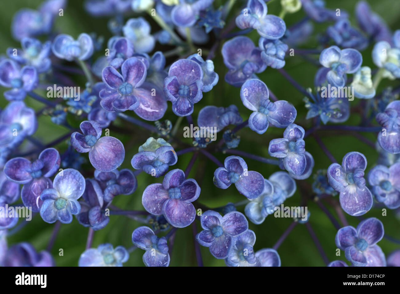 Close up of Hydrangea flowers Stock Photo - Alamy