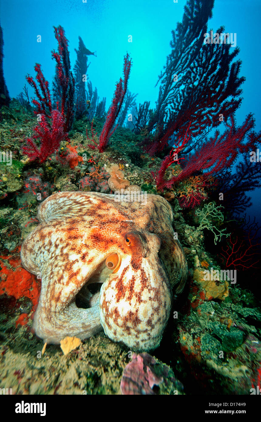 Octopus vulgaris colorful hi-res stock photography and images - Alamy