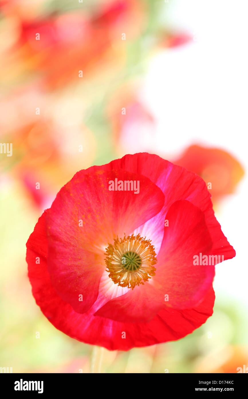 Close up of Poppy flower Stock Photo - Alamy