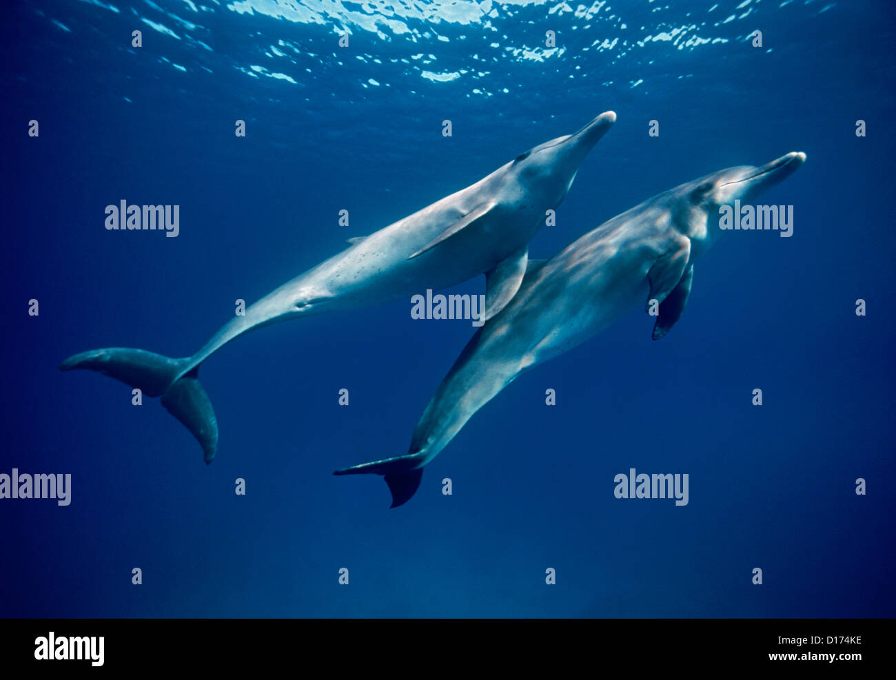 EGYPT, HURGHADA, Red Sea, wild dolphins in open water Stock Photo - Alamy
