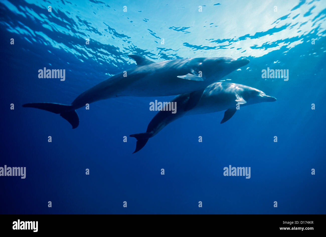 EGYPT, HURGHADA, Red Sea, wild dolphins in open water Stock Photo - Alamy