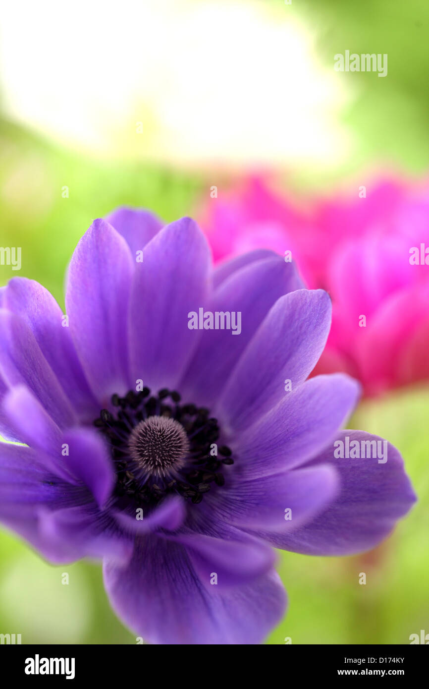 Close up of Anemone flower Stock Photo - Alamy
