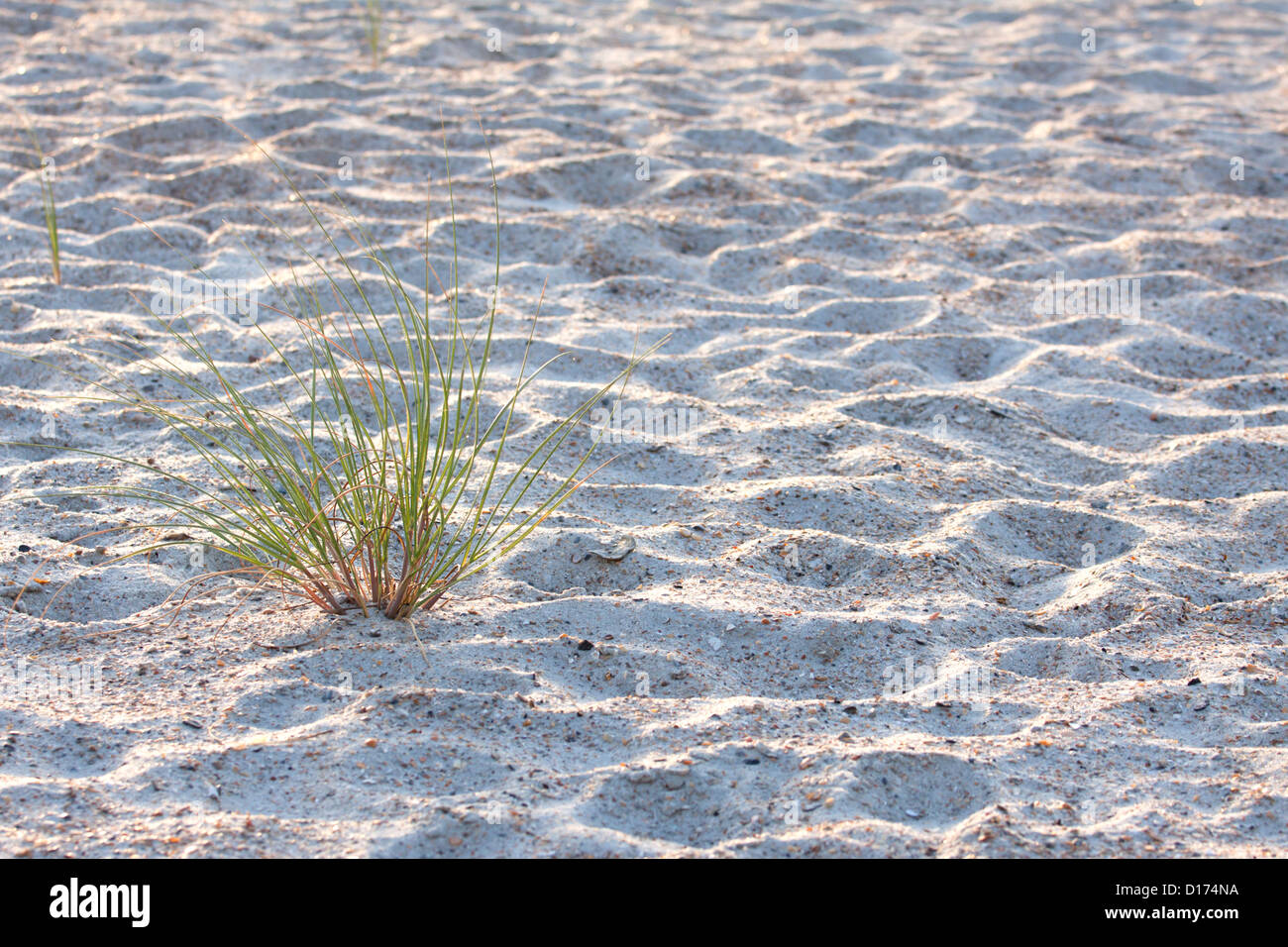 close up of green sea grass on sand dune Stock Photo - Alamy