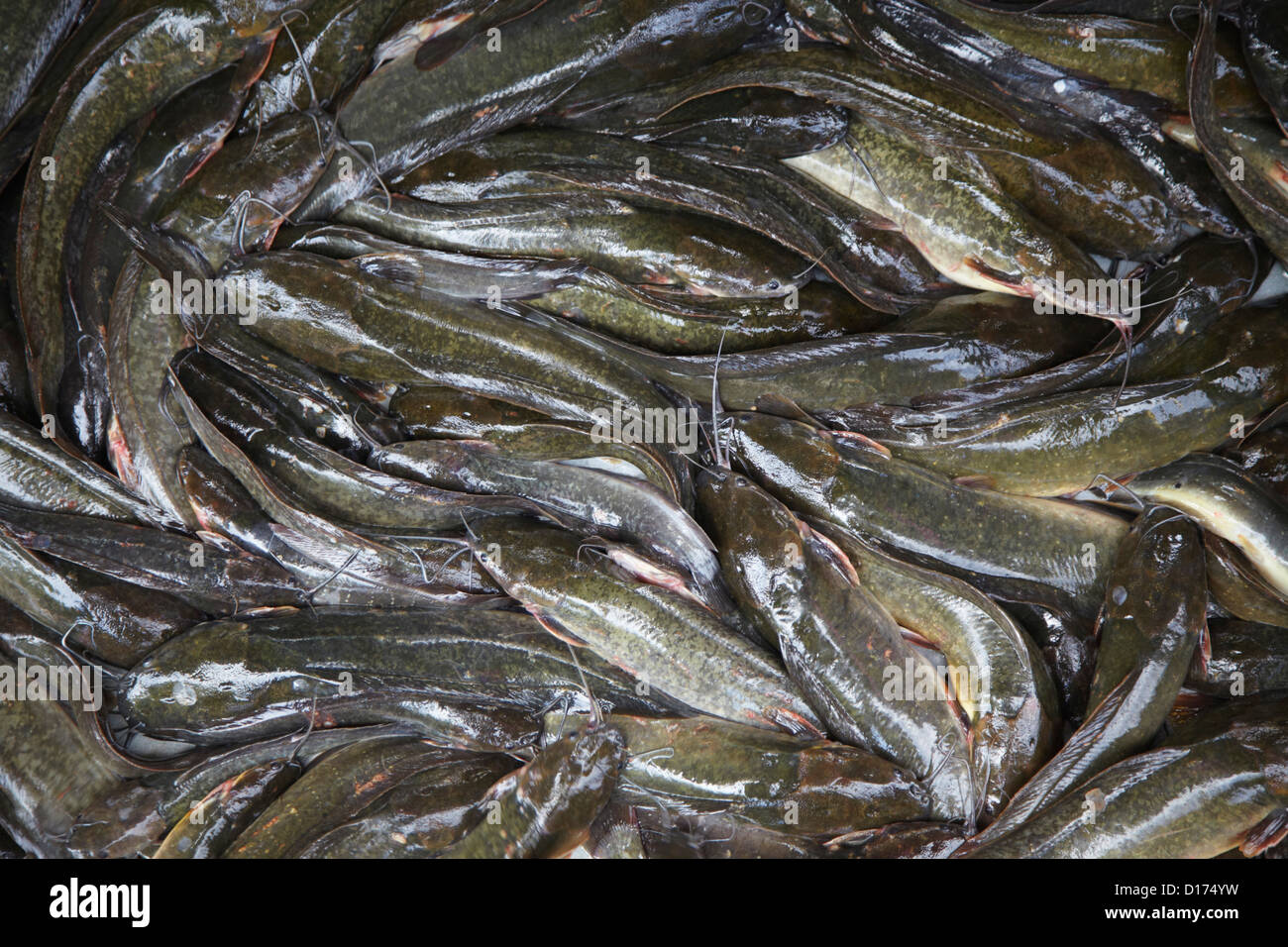 Catfish at market, Phnom Penh, Cambodia Stock Photo - Alamy