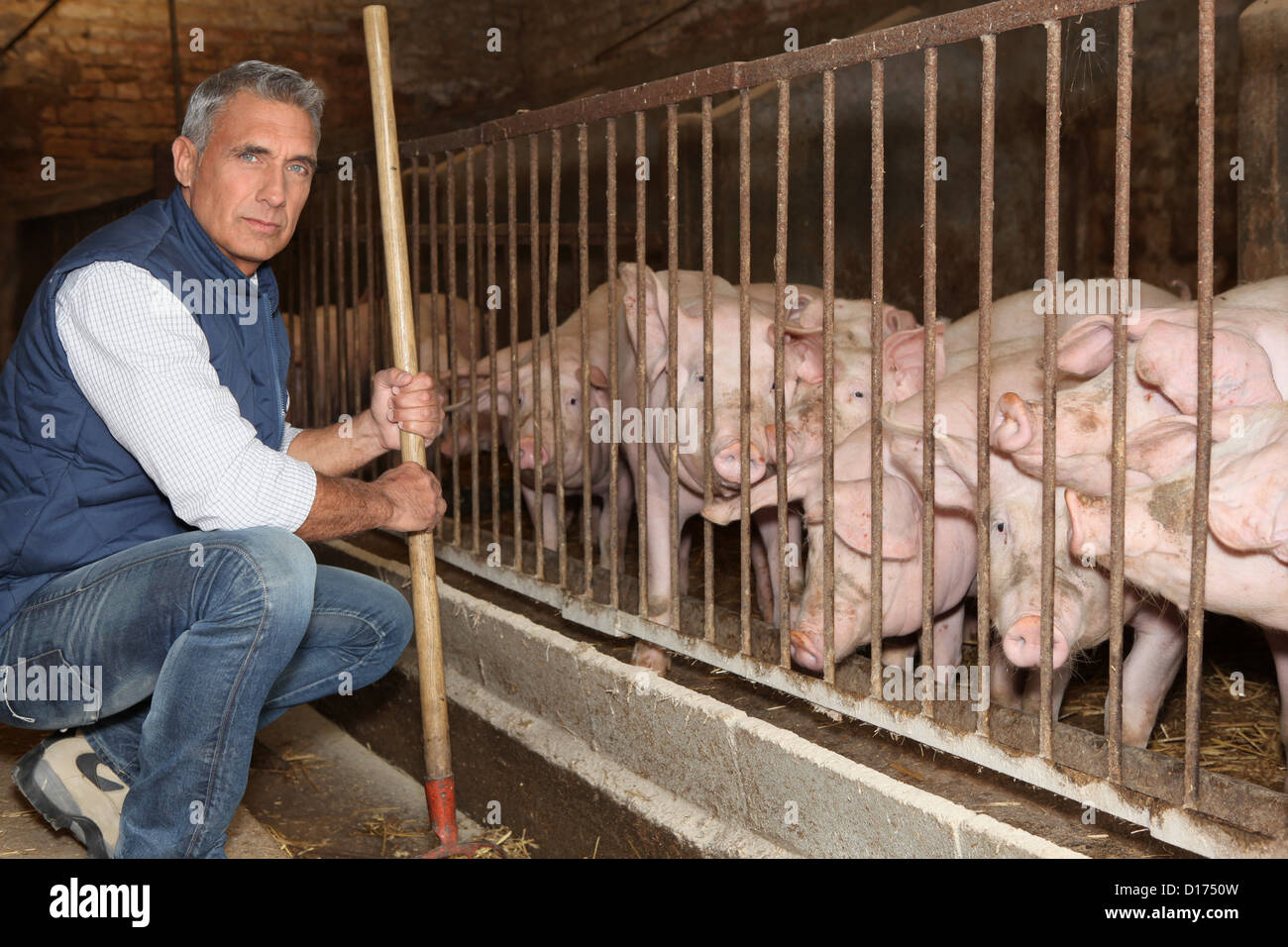 Man breeding pigs hi-res stock photography and images - Alamy