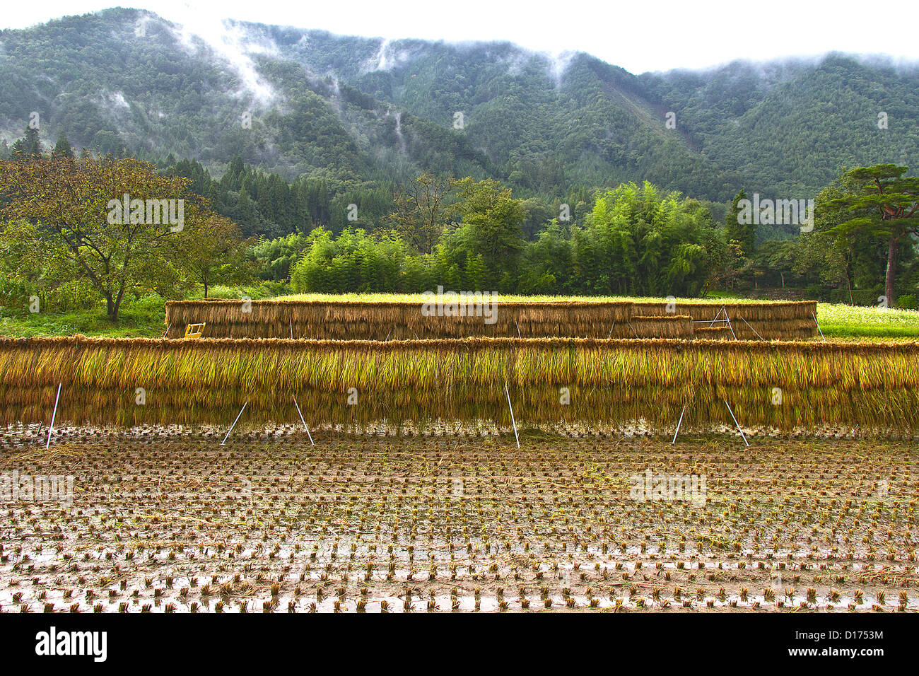 Drying rice hi-res stock photography and images - Alamy