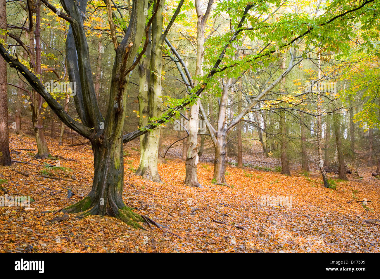 Stockport forest hi-res stock photography and images - Alamy